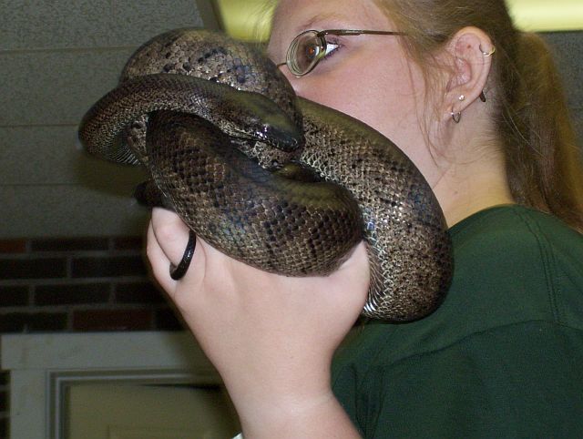 Akron Zoo - snake who eats bats out of the air